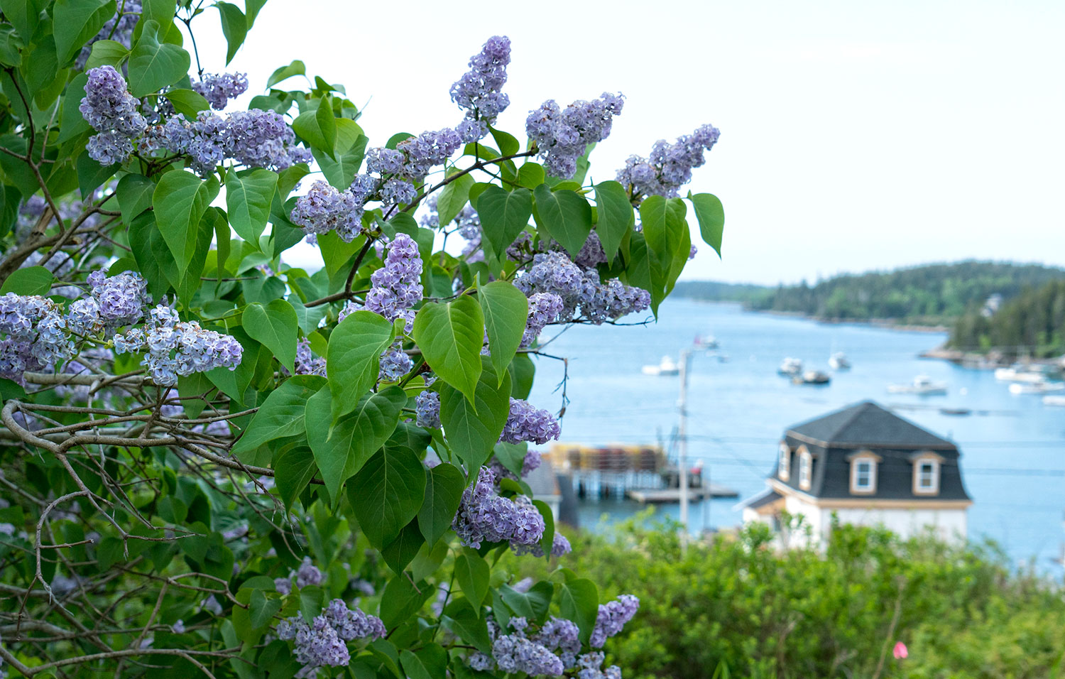 Blue Hill Peninsula – DownEast Acadia